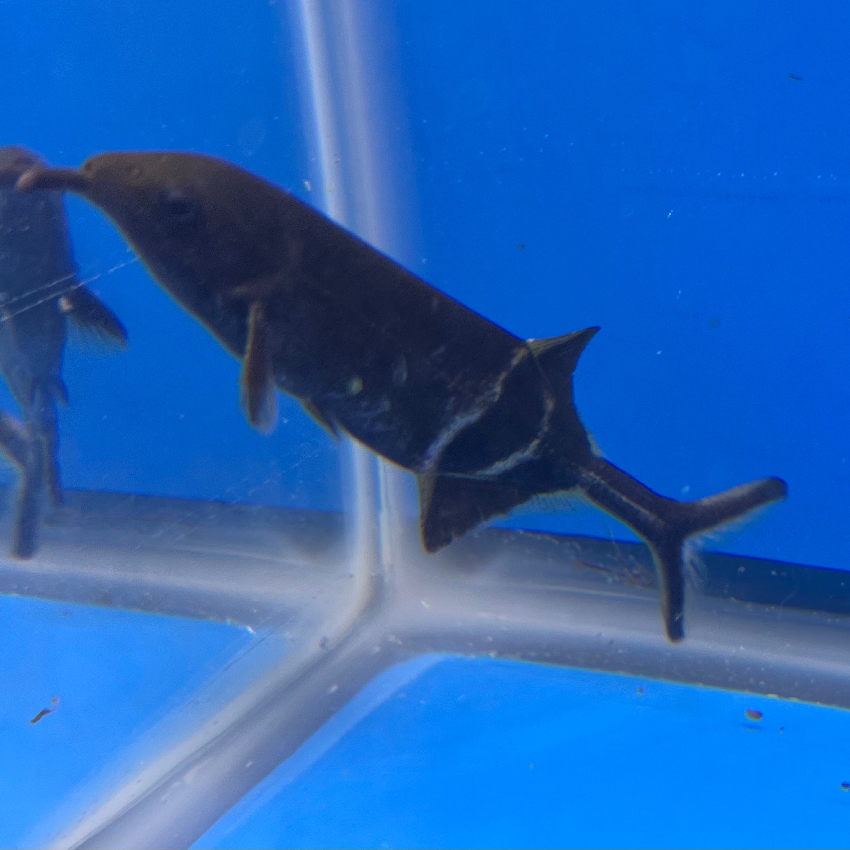 Elephant Nose Fish Aquarium