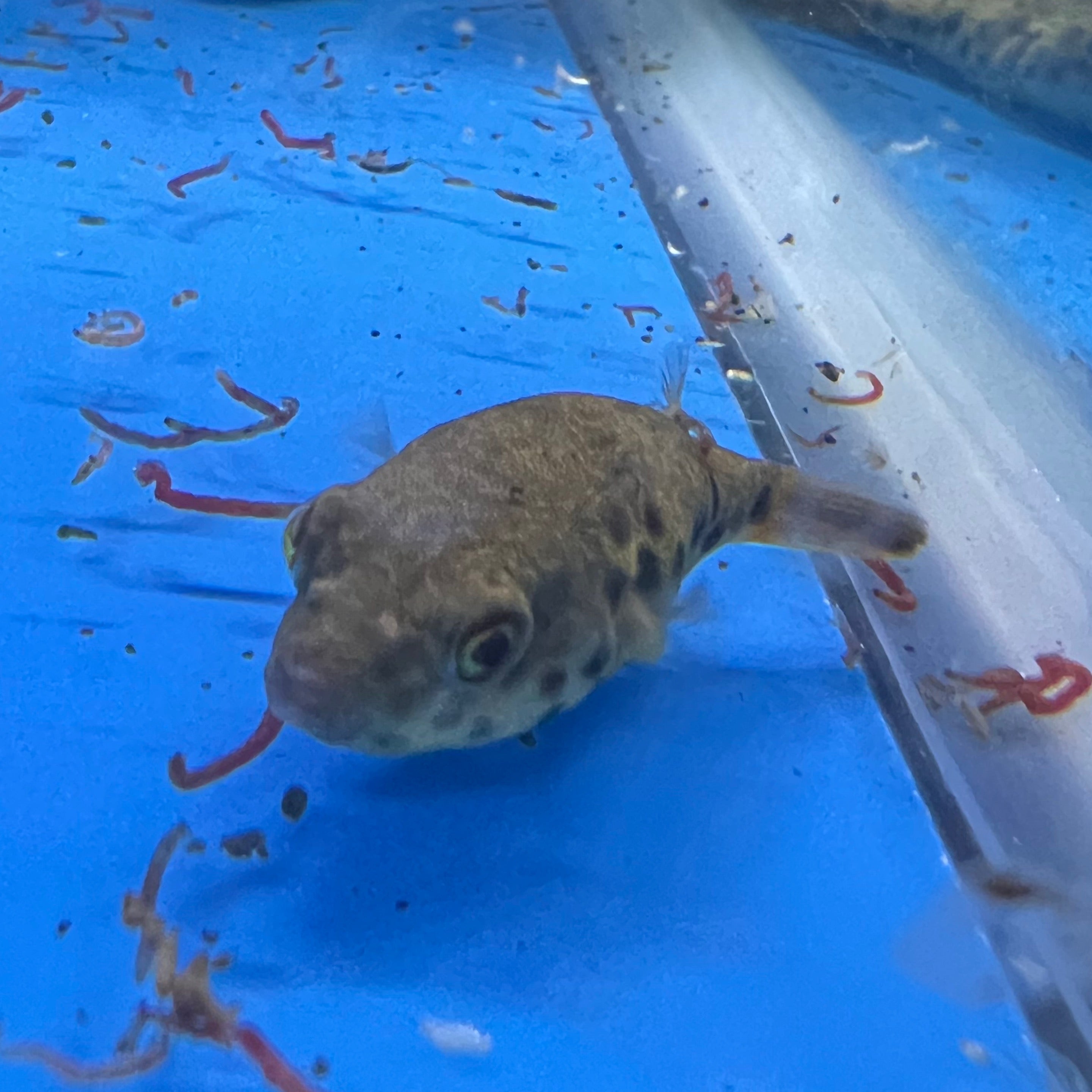 congo leopard puffer